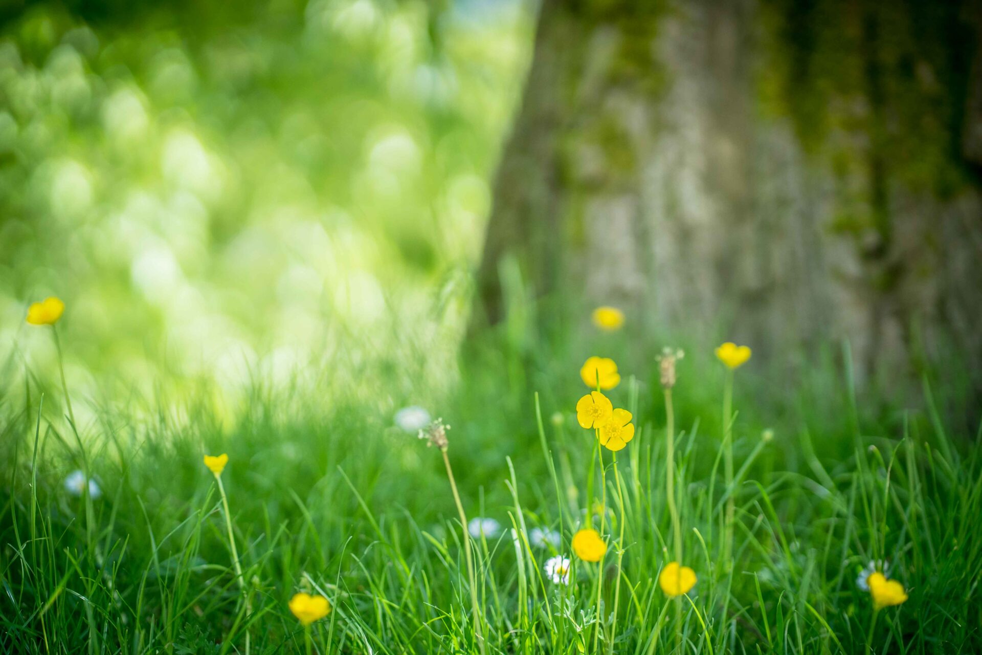 Biodiversity Survey given the 'green' light - Bradford-on-Avon Town Council